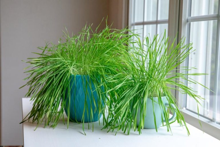 Cat Grass Growing Kit » Pampered Paw Gifts