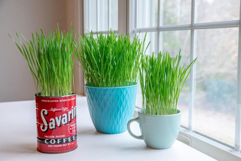 Cat Grass Growing Kit » Pampered Paw Gifts