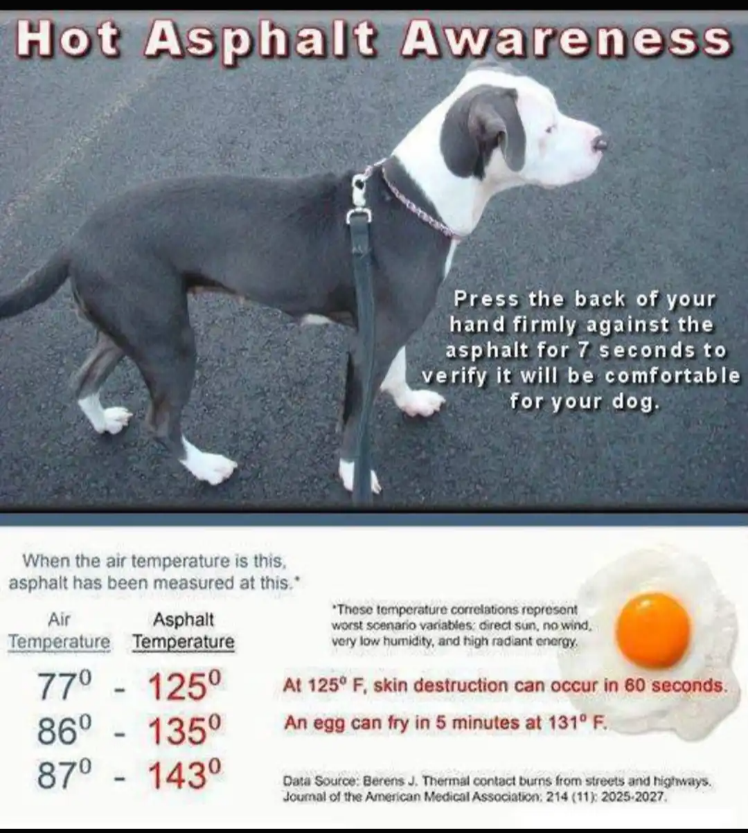 Beat the Heat: Essential Tips to Safeguard Your Dog's Paws from ...